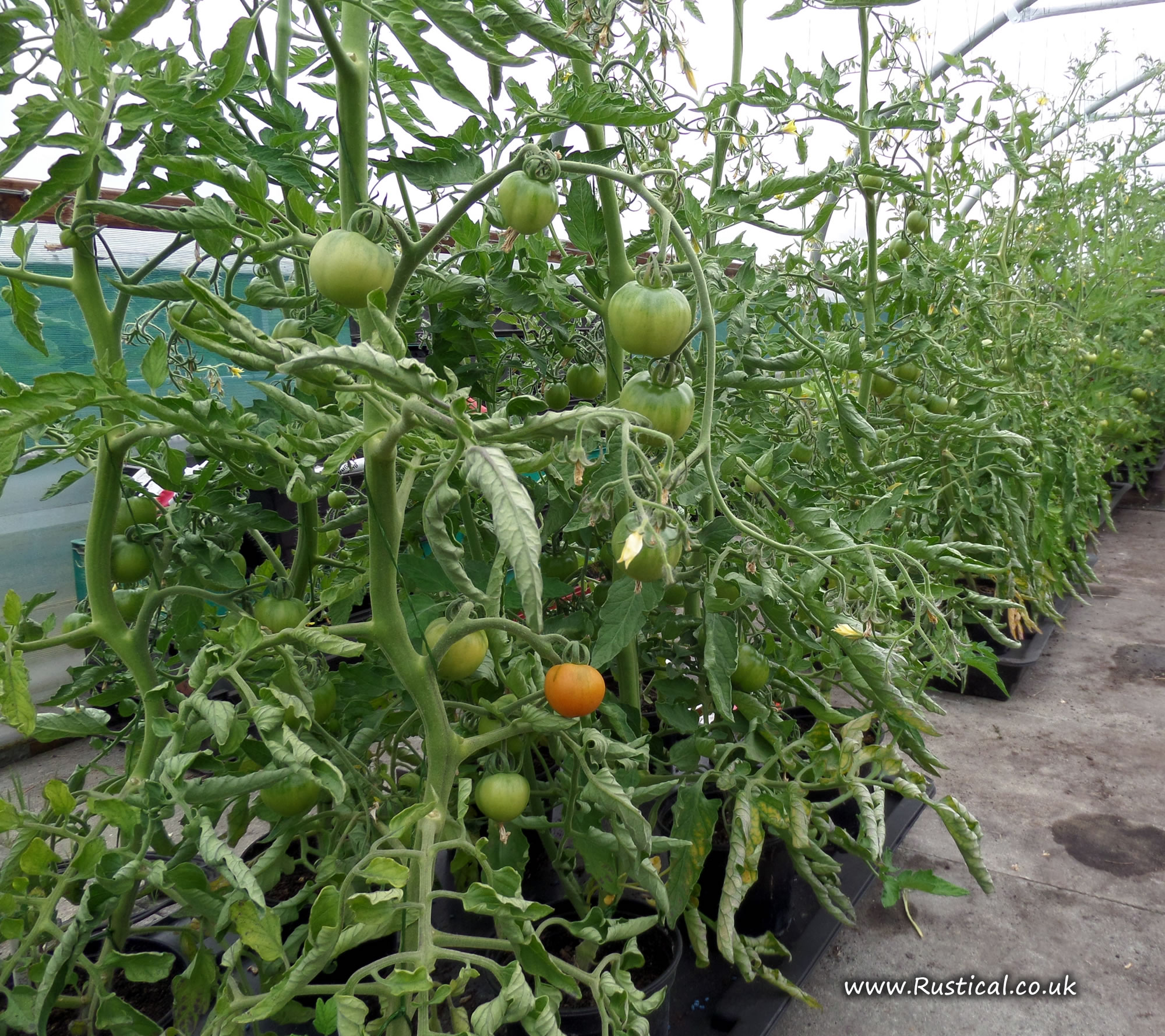 July Poly Tunnel Update - Rustical