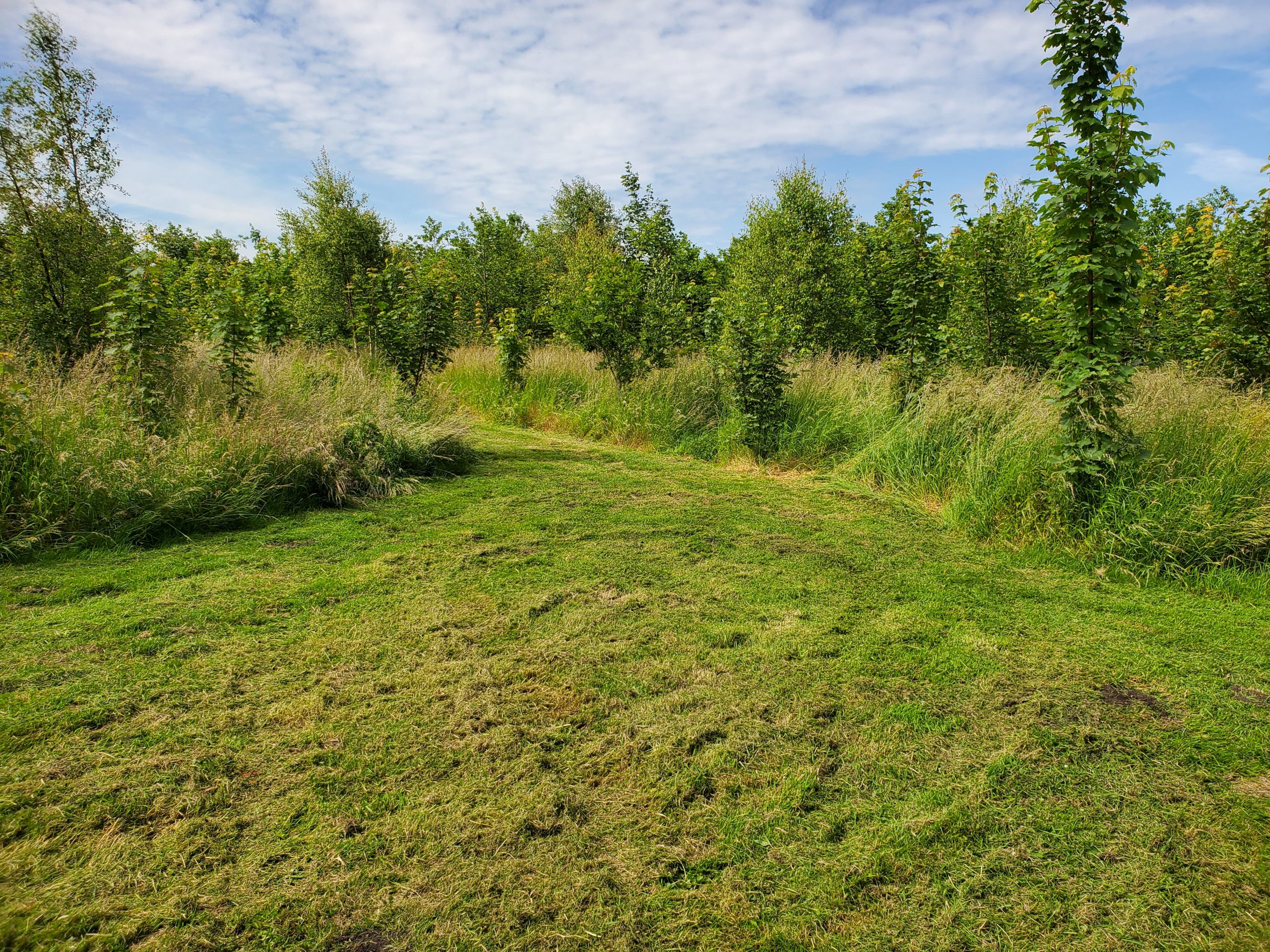 Dog Fields Path Mowing - Rustical